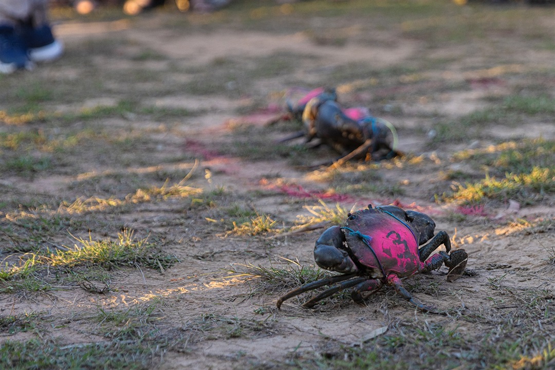 Crab racing with the locals - Isaac Regional Council