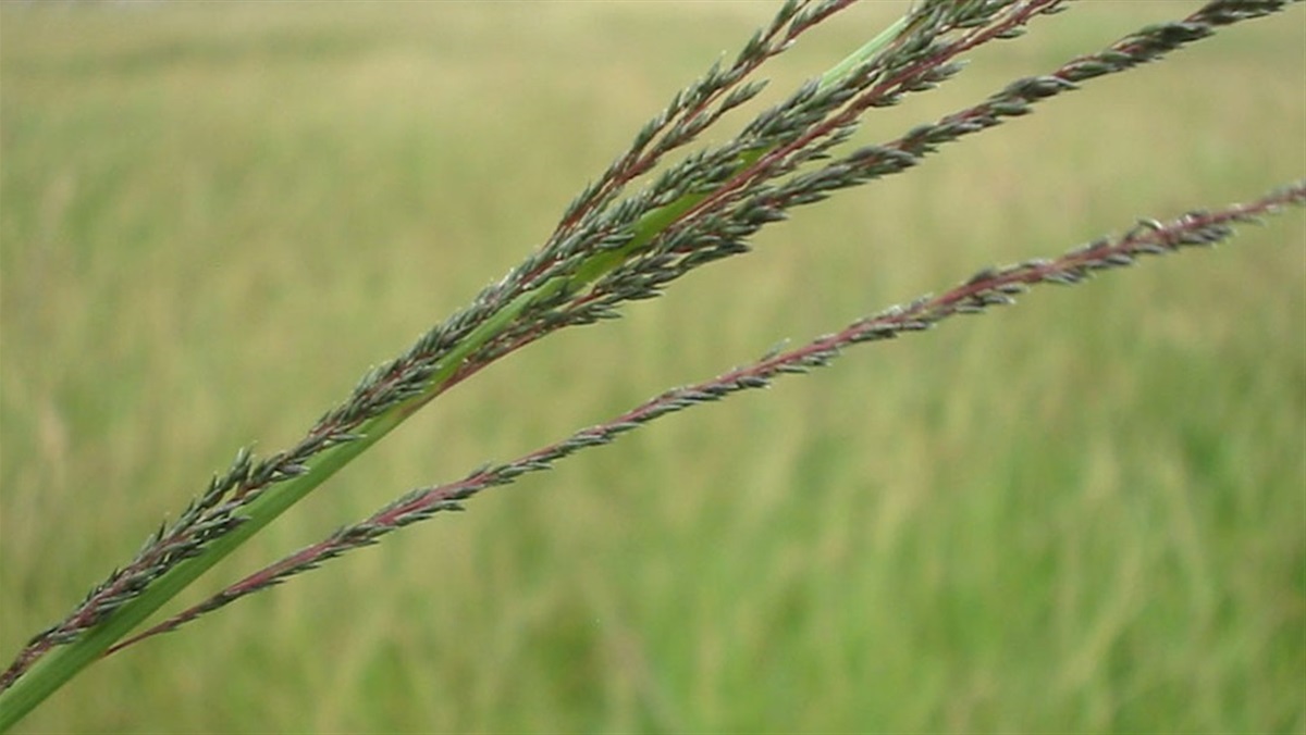 Managing weeds in the Isaac Region - Isaac Regional Council